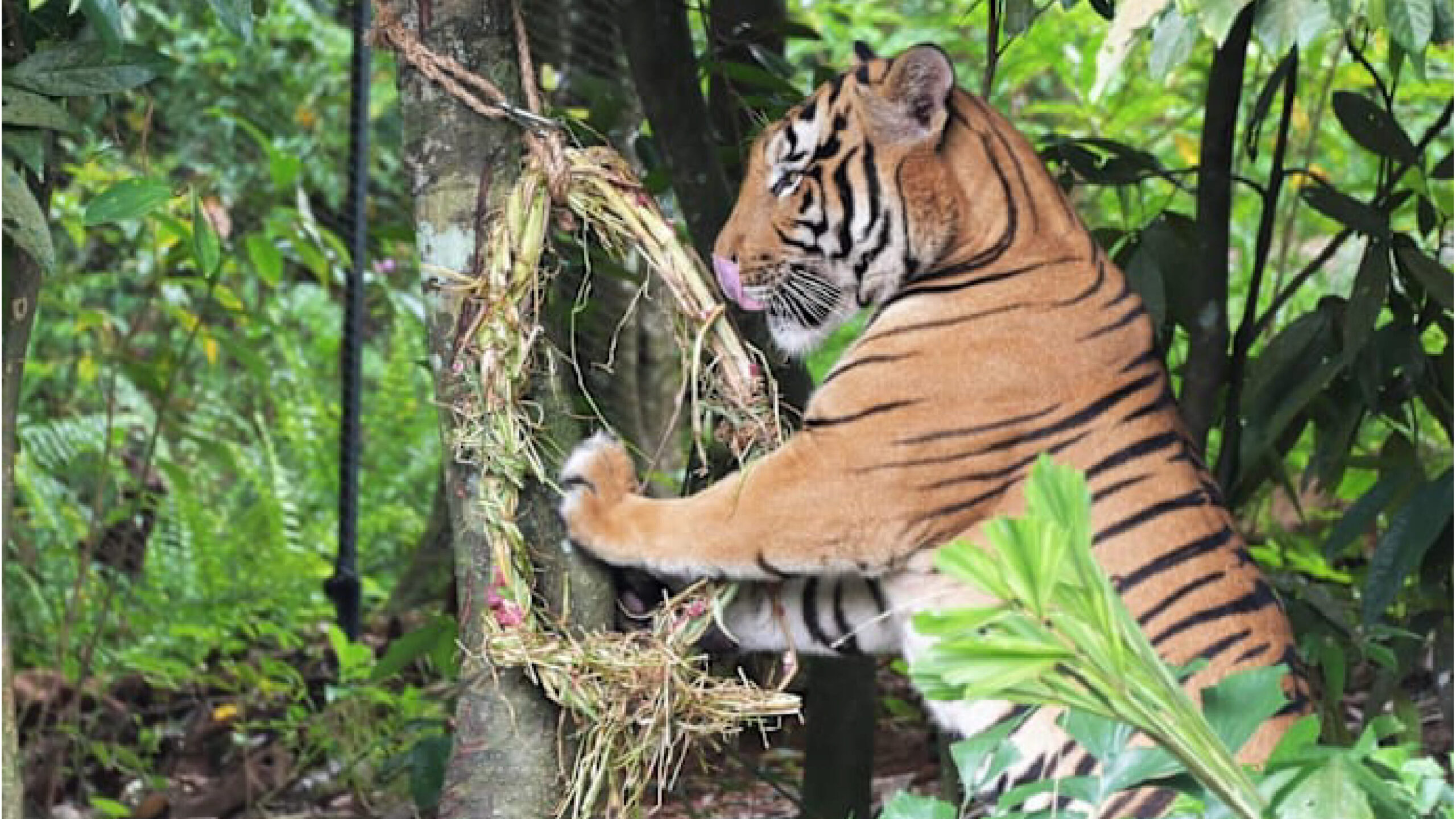 Mandai Wildlife Reserve Brings Christmas Cheer to Animals and Visitors ...